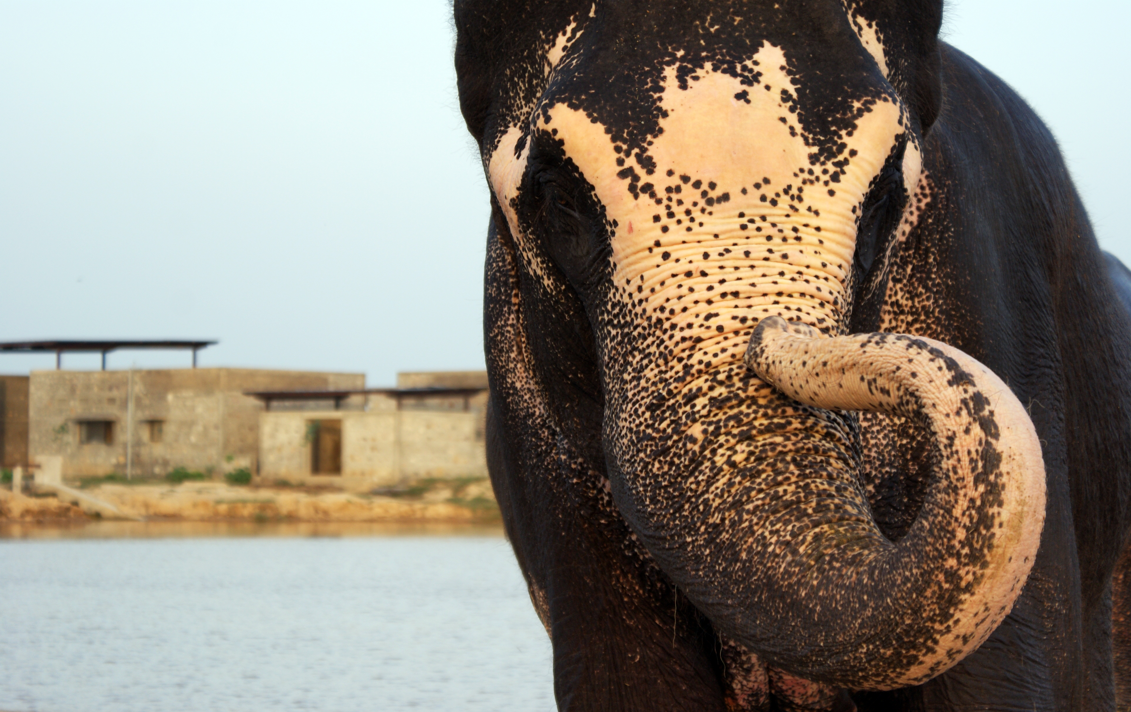 Hathigaon | RMA Architects